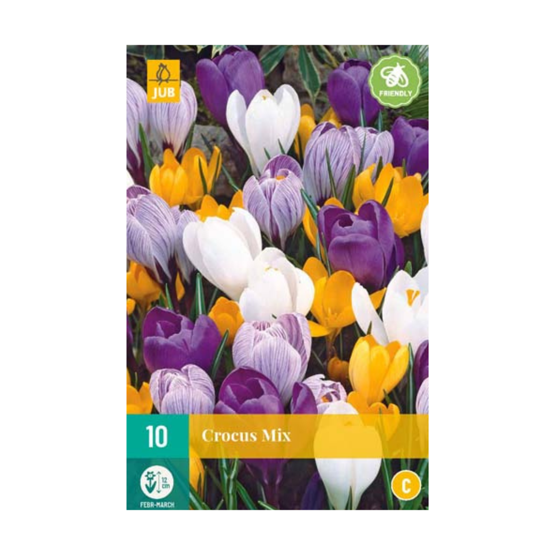 10 Crocus Large Flowering Mix Bulbs – Monahans Fuels and Garden Centre