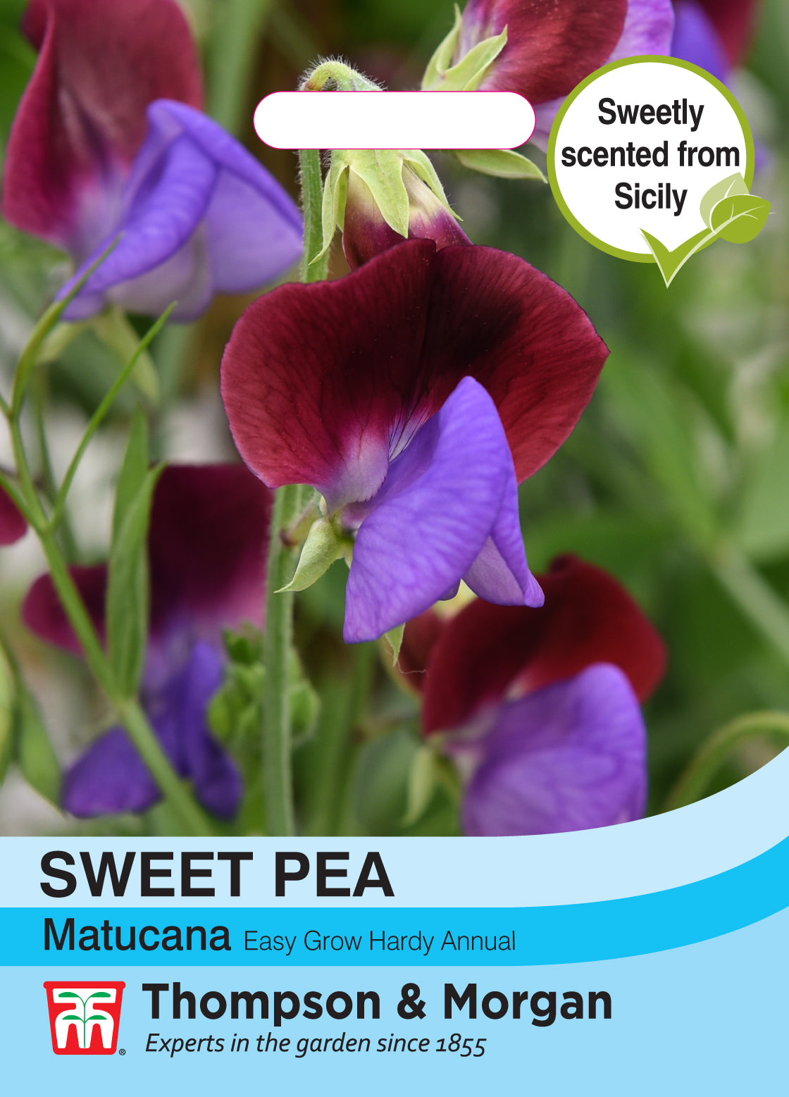 Thompson & Morgan - Sweet Pea Matucana Seeds – Monahans Fuels and ...